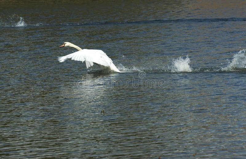 Swan flying stock photo. Image of reflection, heart, wings - 3217234