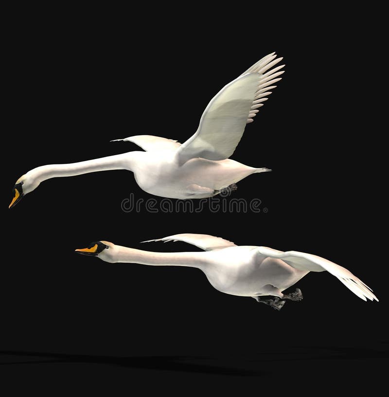 Swan flying stock illustration. Illustration of wings - 3327619