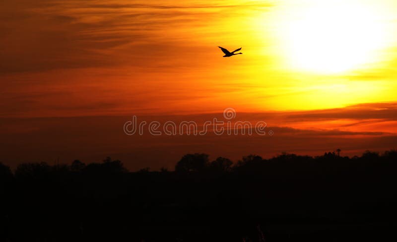 Swan Flying in Colorful Sunset Stock Image - Image of colorful, dusk ...