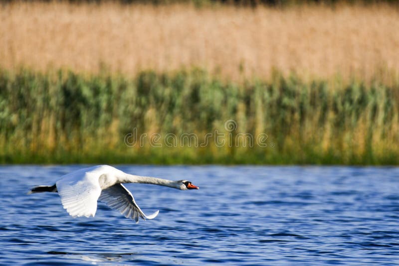 Swan Flying Over the Water in the Danube Delta Stock Photo - Image of ...