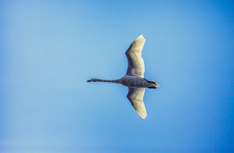 Swan flying stock photo. Image of ornithology, beautiful - 71883234