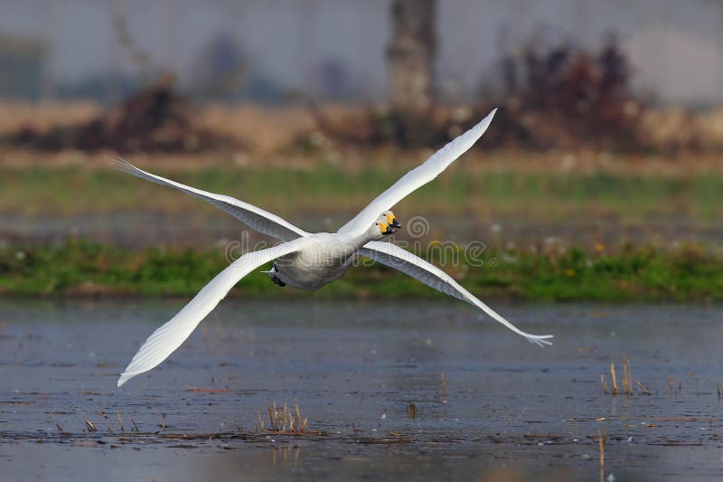 Swan with four wings stock image. Image of swan, birds - 30422075