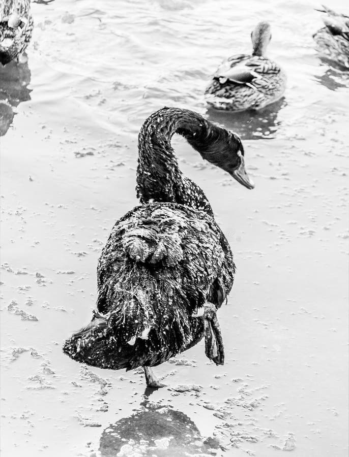 Swan frozen on winter pond stock photo. Image of disasters - 245188538