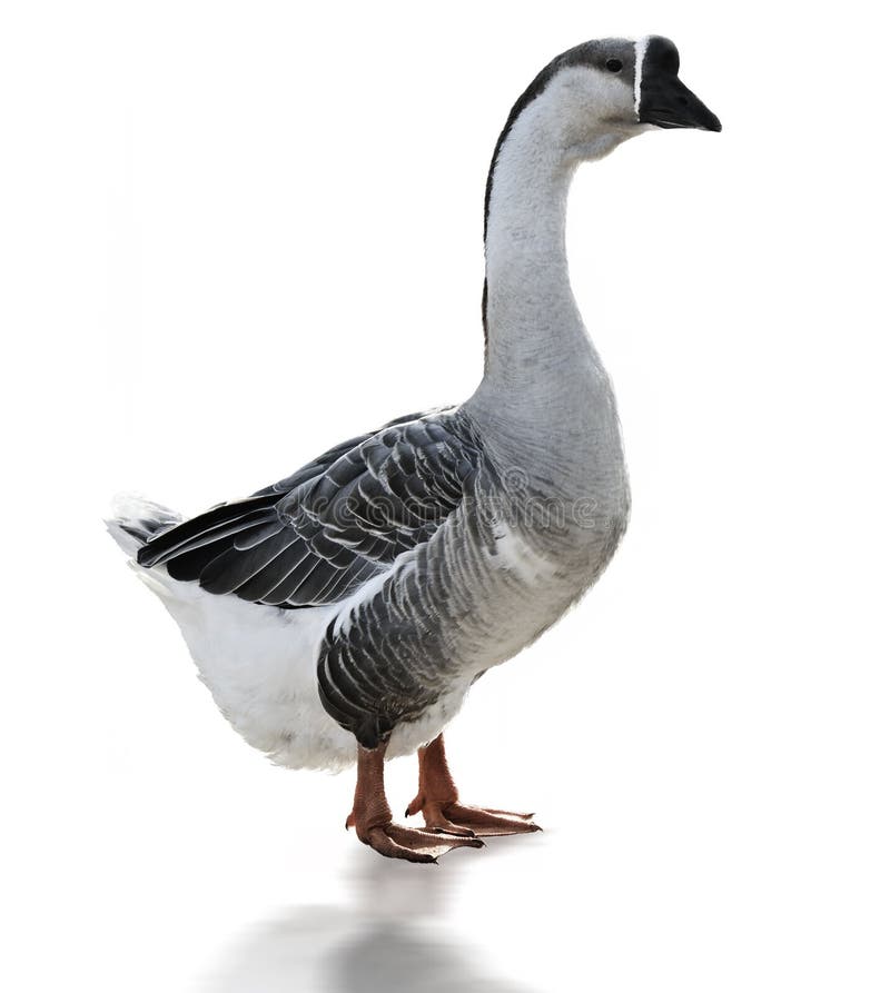 Goose stock image. Image of fauna, geese, claws, feathering - 13461199