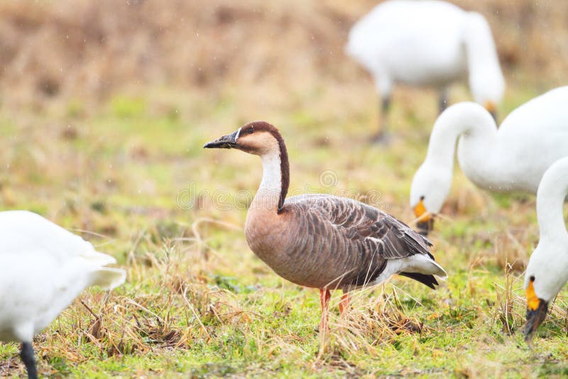 Swan Goose stock image. Image of nature, endangered, bird - 37421137