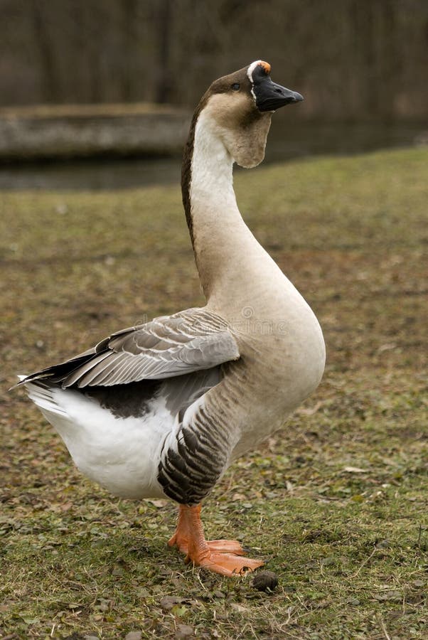 Swan Goose Staring stock image. Image of orange, united - 1708567