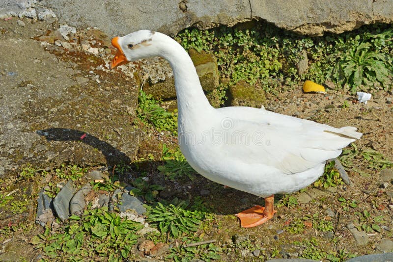 Swan goose stock photo. Image of animal, fowl, beak, farm - 68771672