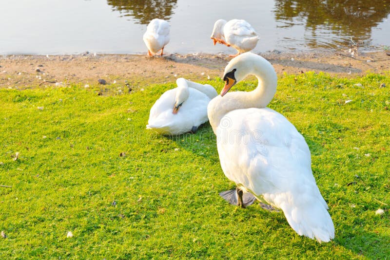 Swan on grass. stock image. Image of rural, summer, evening - 89533193