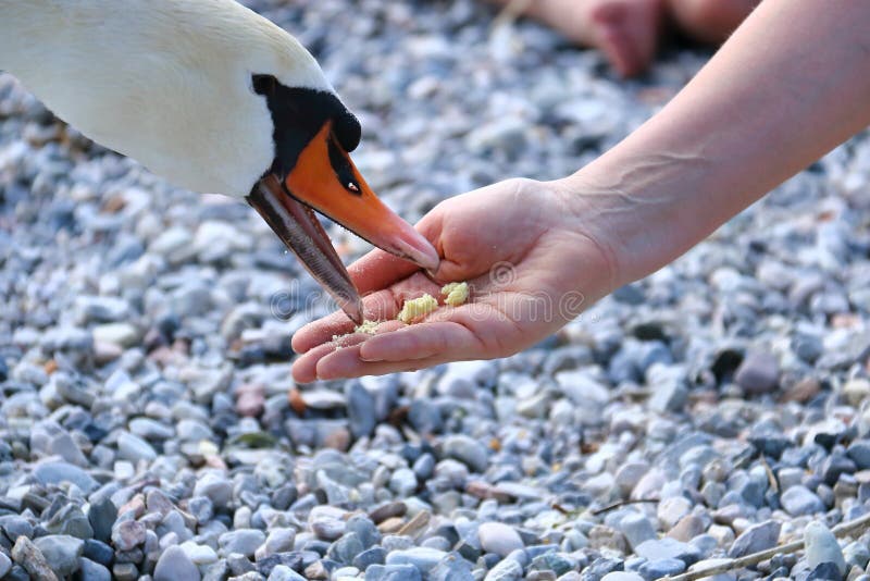 Swan and hand stock image. Image of food, close, garda - 70618301