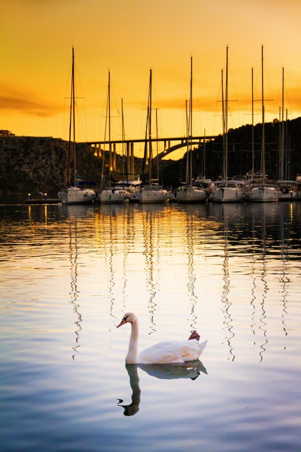 Swan harbor stock image. Image of lake, swan, bird, nature - 29299703