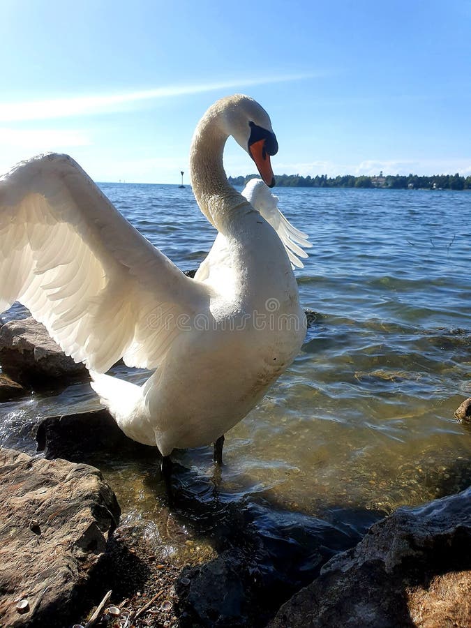 A Swan Has only One Partner All Its Life Stock Image - Image of seabird ...