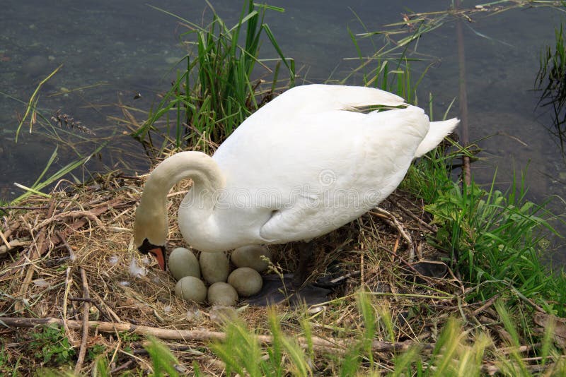 Hatching swan egg stock image. Image of fauna, swan, hatching - 20246855