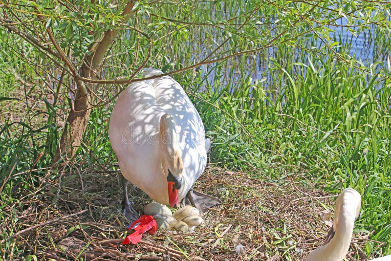 Swan Hatching Eggs on a Nest Stock Photo - Image of wild, water: 155755956