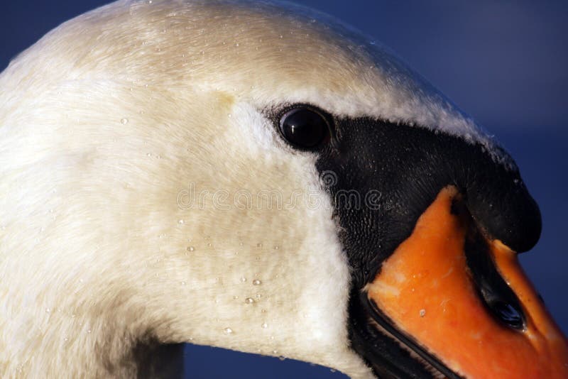 Swan head stock image. Image of wildlife, wild, head - 11843423