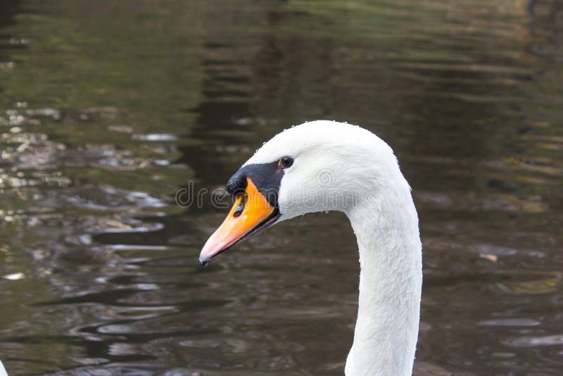 Swan head stock image. Image of outside, outdoors, white - 64934427