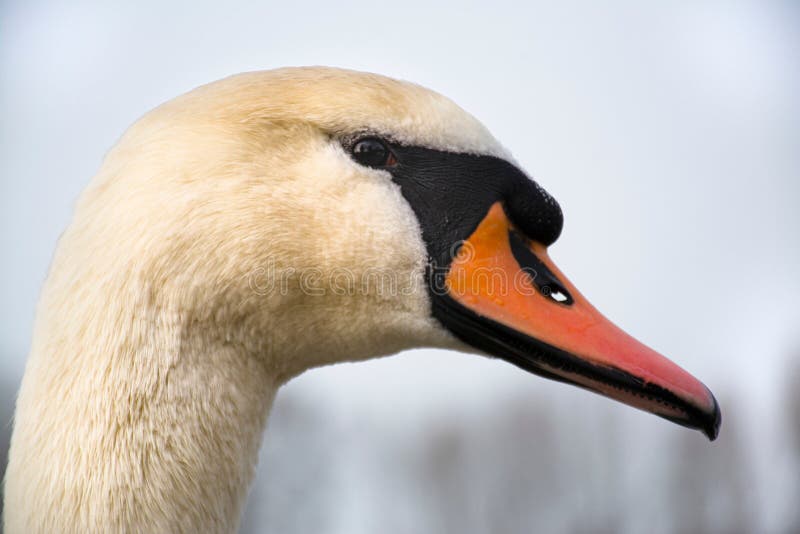 Swan head stock image. Image of blue, nature, wild, black - 209966839