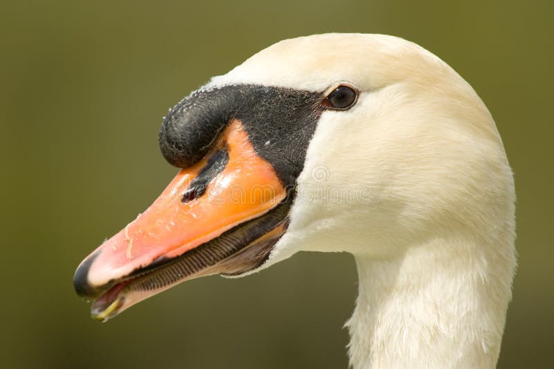 Swan head close up stock photo. Image of nature, swan - 11321430
