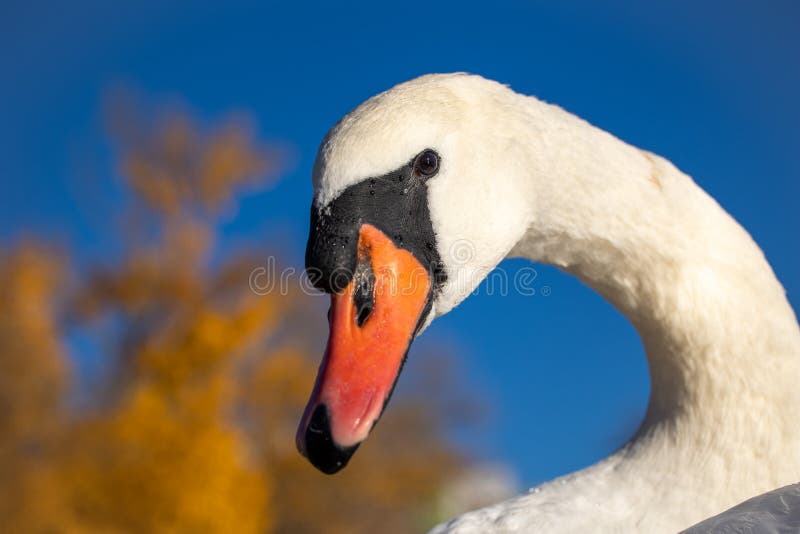 Swan head close up stock photo. Image of flight, lake - 234880406