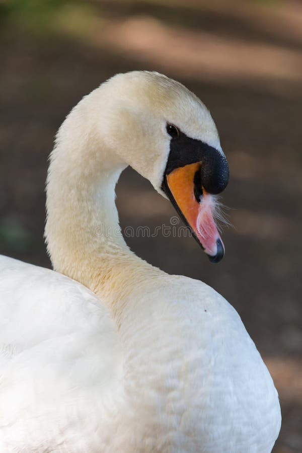 Swan head stock image. Image of walk, swans, close, look - 50182791