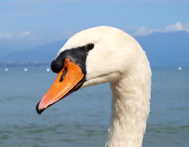 Swan head closeup stock image. Image of shore, nature - 29367275