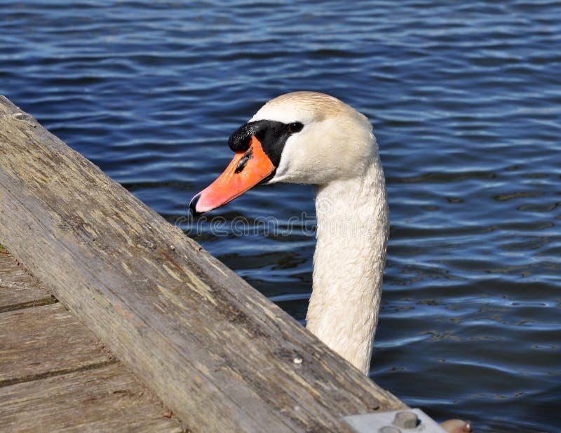 Swan head stock image. Image of animal, bird, white, blue - 54264235