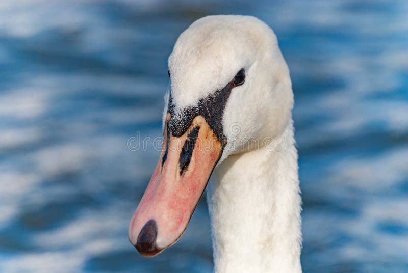 Swan Head Detail Macro Front Side Stock Photo - Image of bird, detail ...