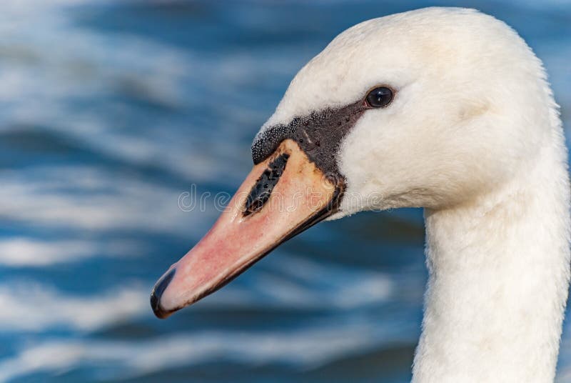 Swan Head Detail Macro Front Side Stock Image - Image of elegance ...