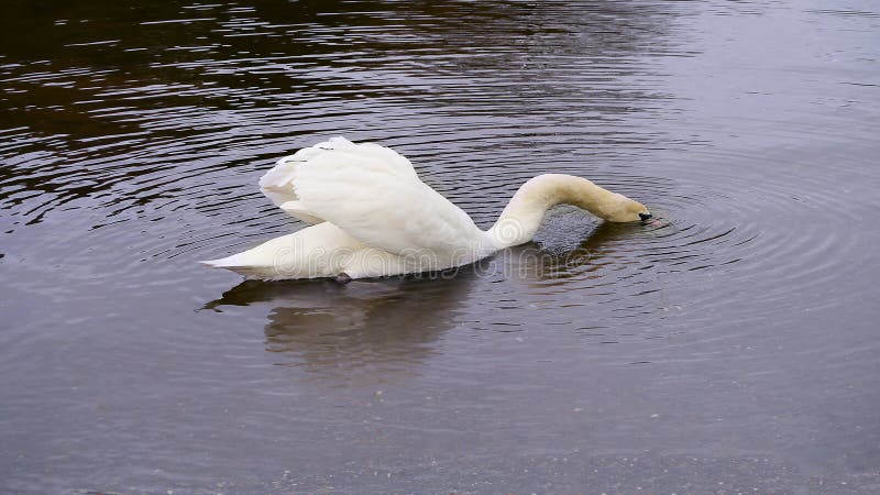 Just a Swan Taking Off from a Pond in the City of Odense Stock Photo ...