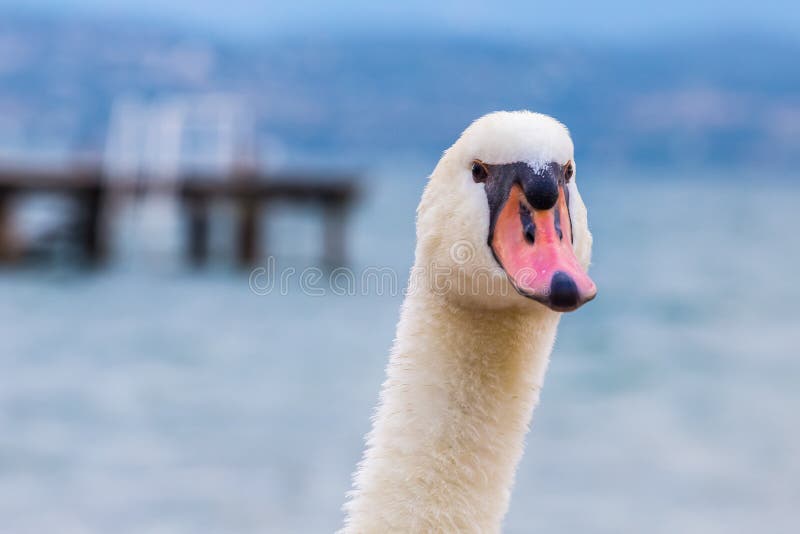 A Swan, Head and Neck Viewed from the Front with a Lake and Wharf in ...