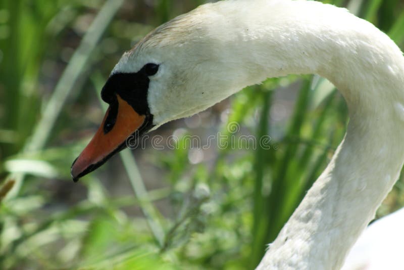 A Swan Head Side View Closeup with Green Plants in Background Stock ...