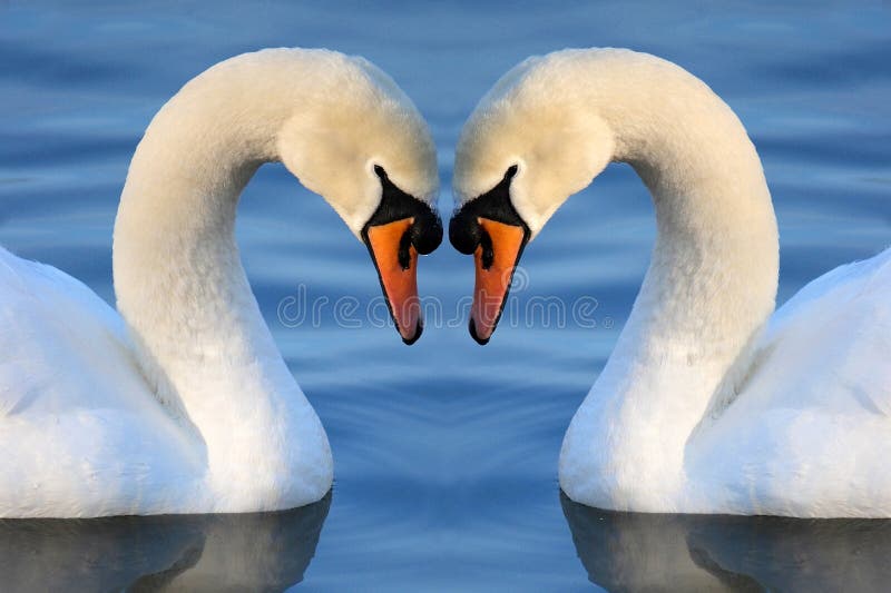 Swans Making Hearts