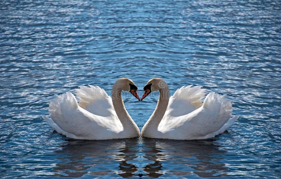 Swan heart stock image. Image of love, loving, birds - 24355099