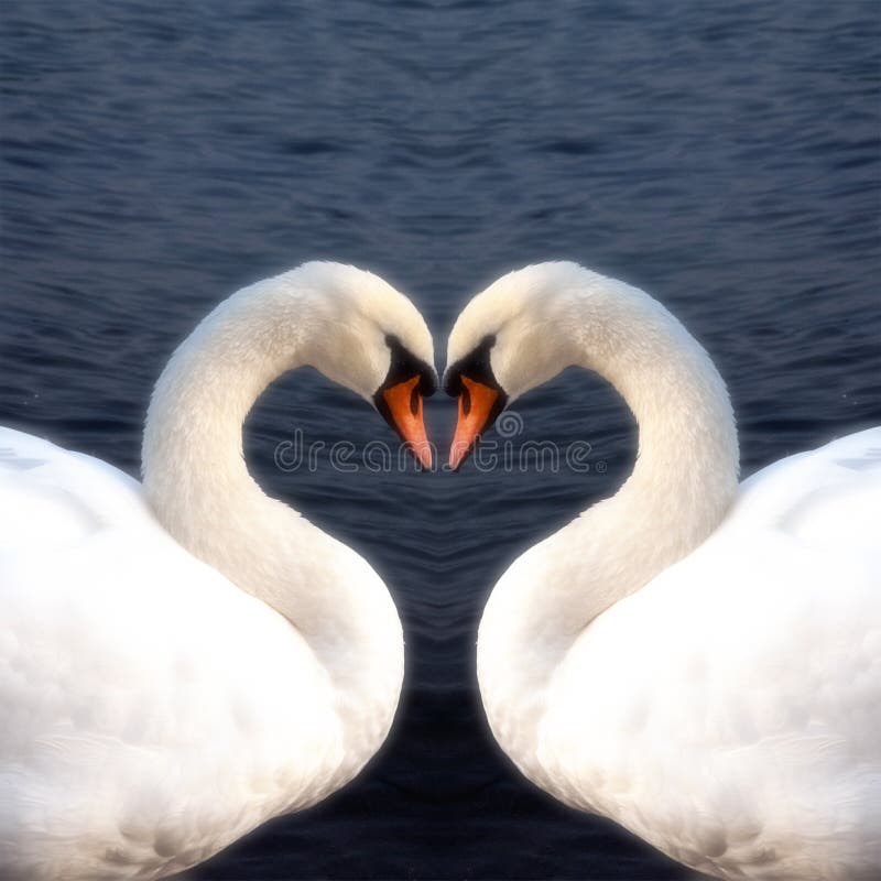 Swan heart stock image. Image of bridal, swans, blue - 26493231