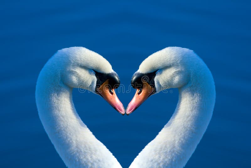 Swan Heart Drawing