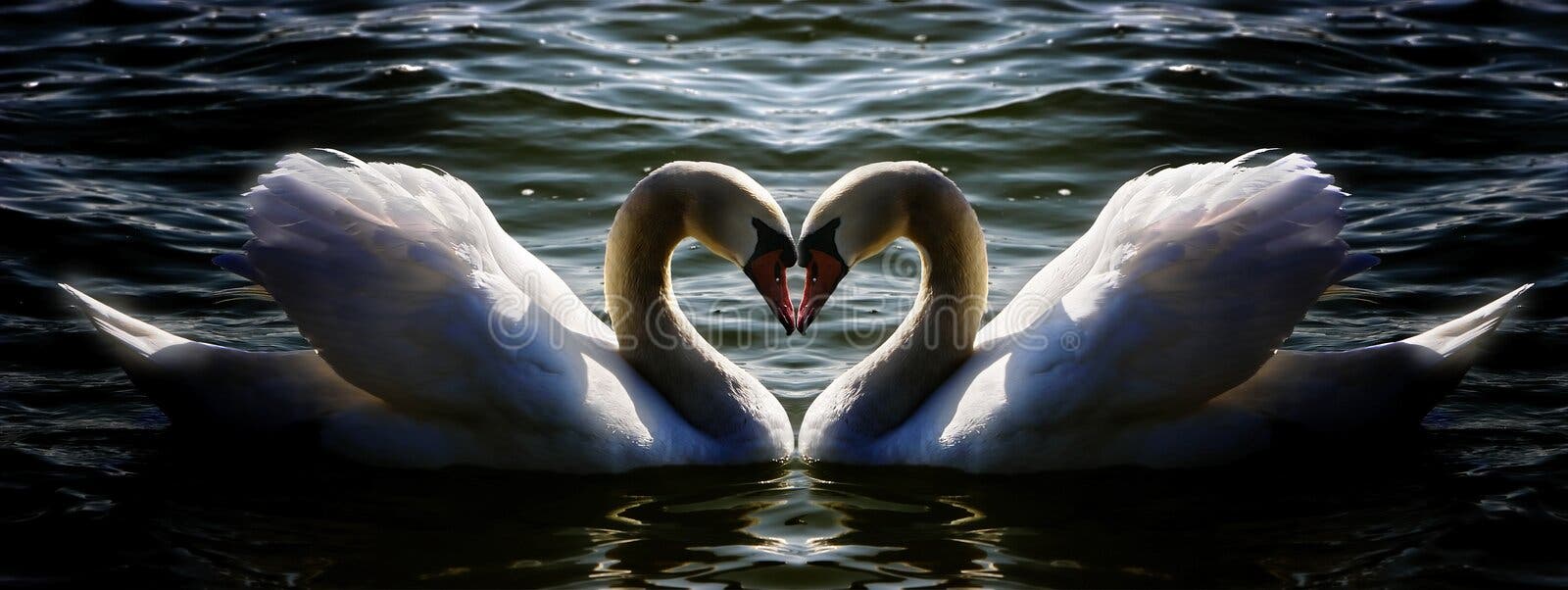 Swan heart stock image. Image of love, loving, birds - 24355099