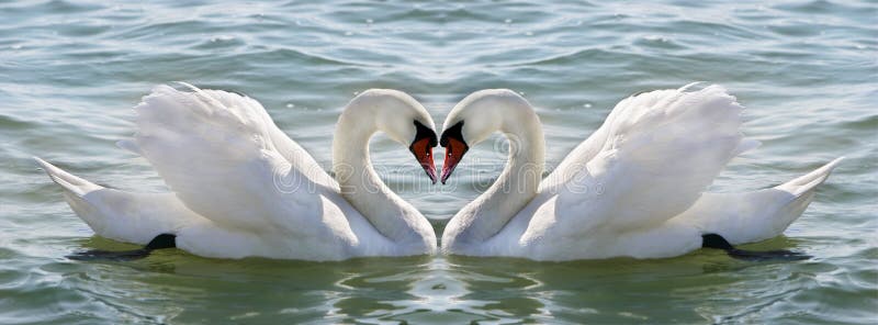 Two Swans Making A Heart