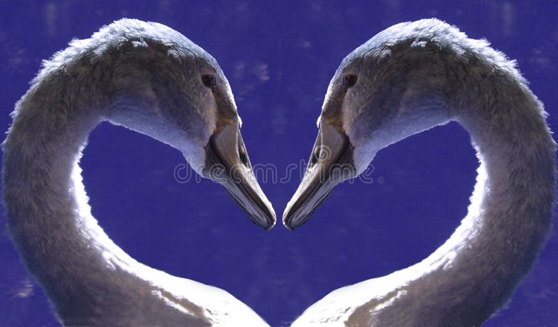 7,686 Swan Heart Stock Photos - Free & Royalty-Free Stock Photos from ...