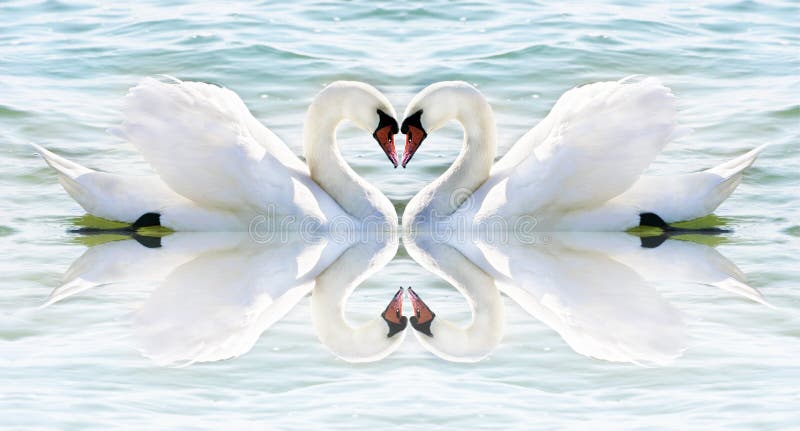 Love swans heart stock image. Image of romance, birds - 32851715