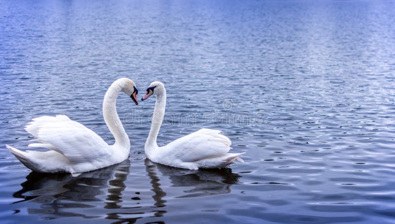 Swan heart stock photo. Image of lake, companion, serpentine - 66193722