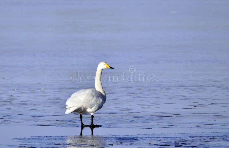 Swan on ice stock photo. Image of bird, swan, animal - 19043778