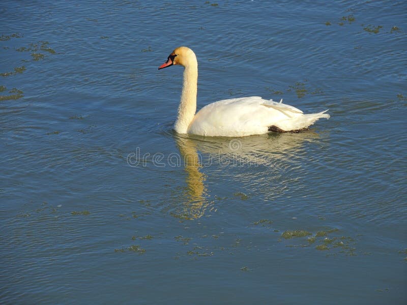 Swan stock photo. Image of water, wildlife, blue, neck - 85767672