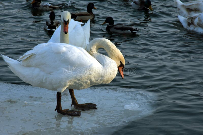 Swan on Ice stock photo. Image of river, animal, water - 84593566