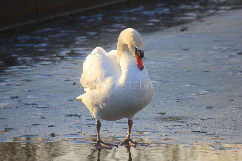 Swan on the ice stock image. Image of wings, frozen - 107381325