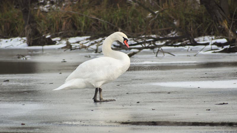 Swan on the ice. stock photo. Image of swan, bird, wildlife - 41841854