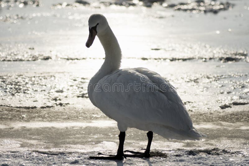 Swan on ice stock image. Image of cold, water, season - 91610561