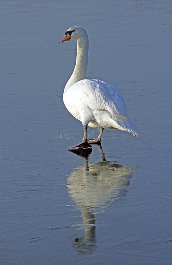 Swan on ice stock photo. Image of clear, purity, grace - 87493480
