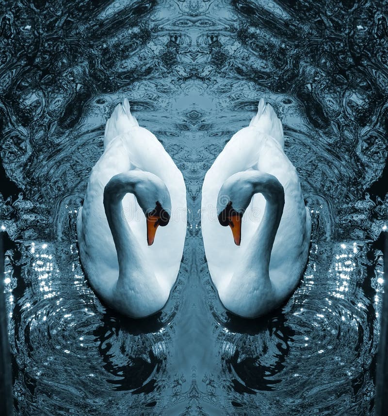 Magic swan stock photo. Image of white, stars, dreamy - 24039120