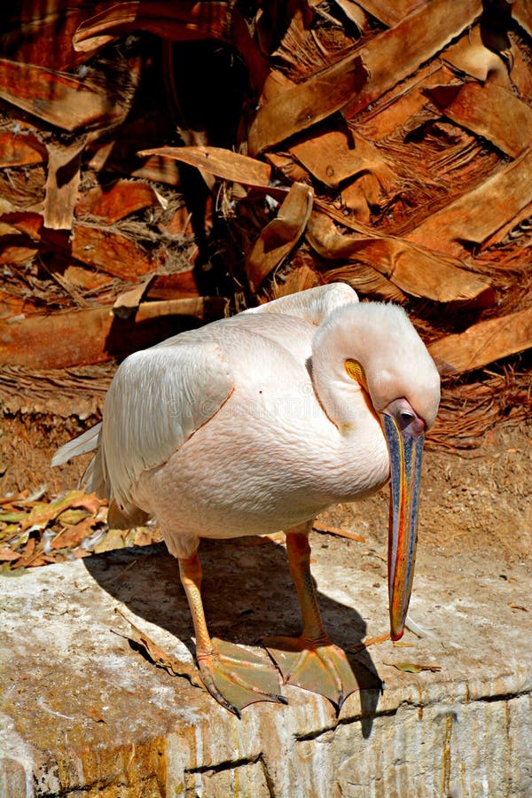 The Swan stock photo. Image of inside, coastn, pharaonic - 92533794