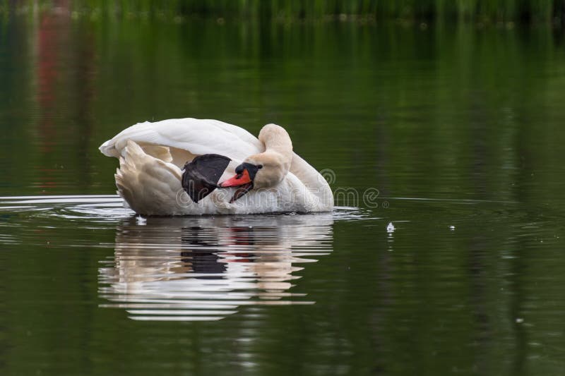 The Swan with Its Beak Open. the Leg of the Swan Stock Image - Image of ...