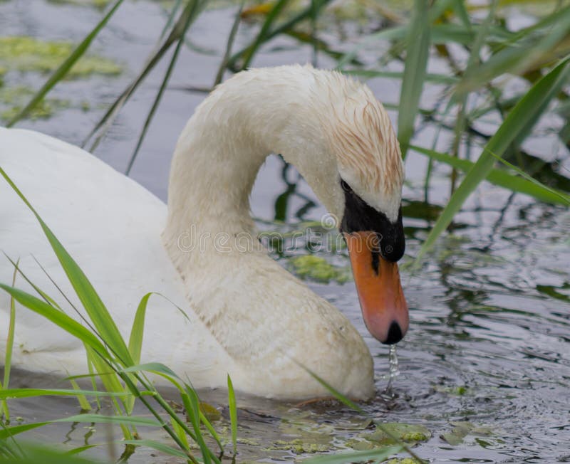 Swan Head Looking Down while Feeding Stock Image - Image of group, neck ...